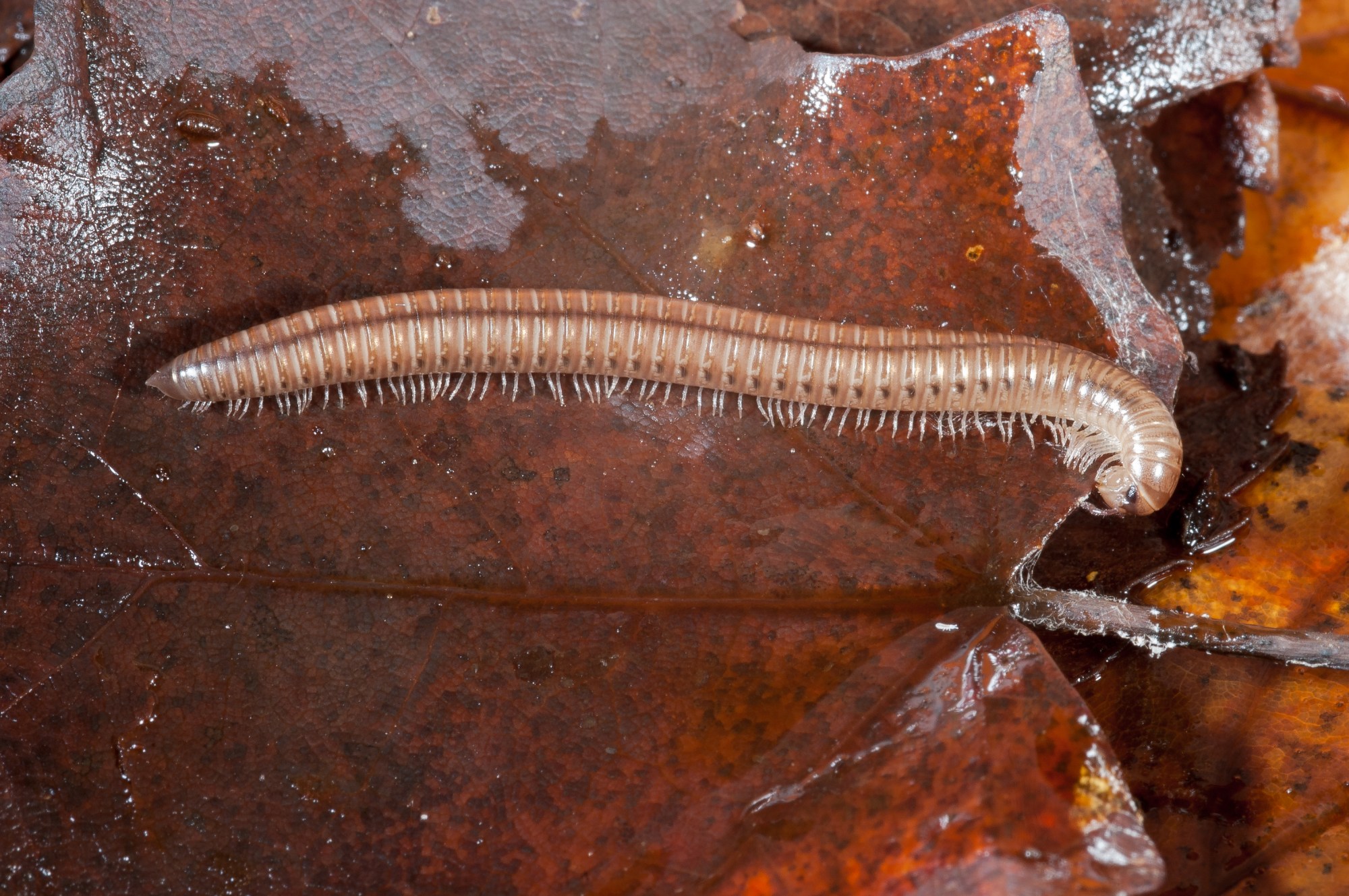Definitely Crawly but Not Creepy! The Importance of Detritivores in the ...