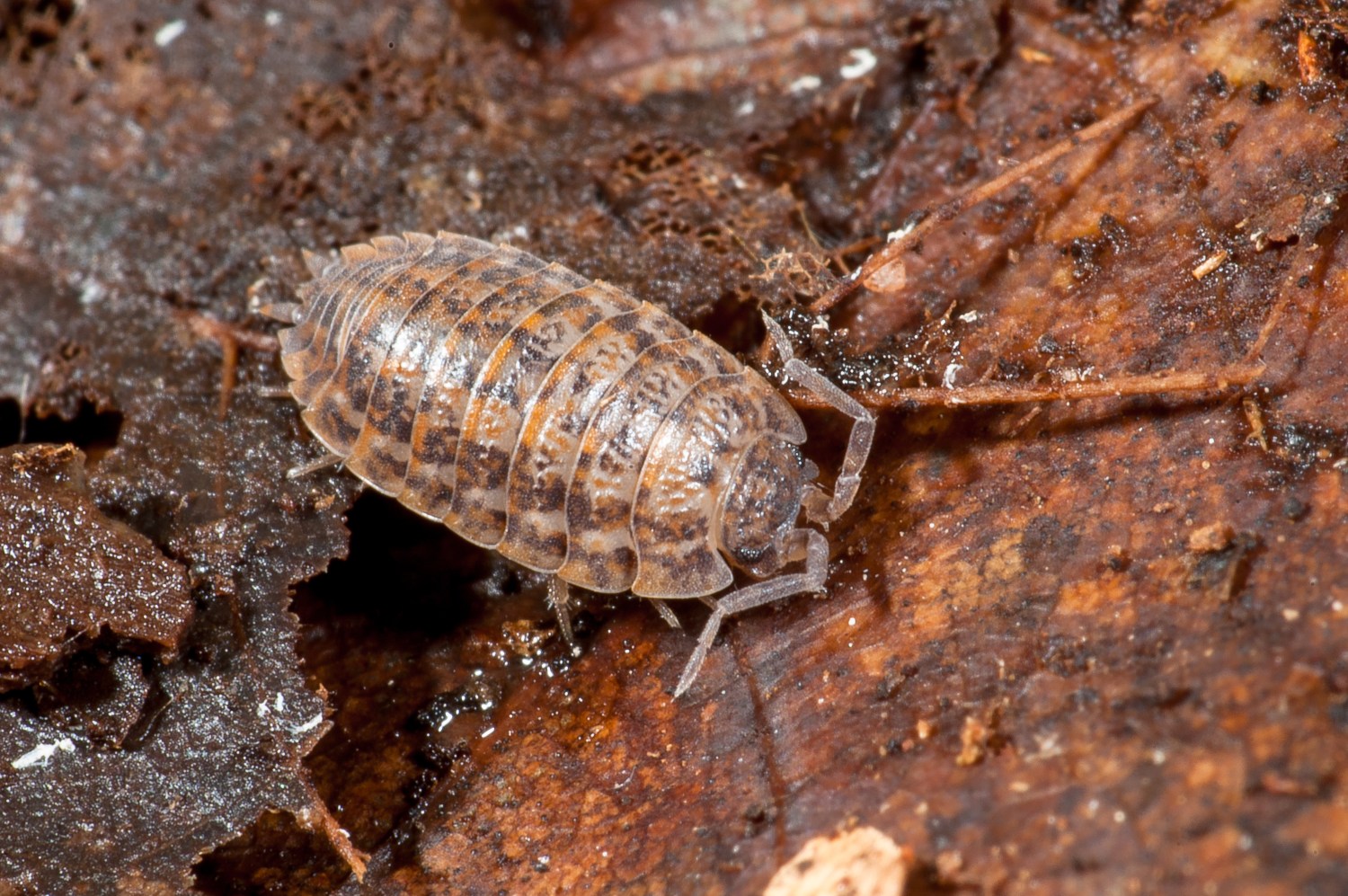 Definitely Crawly but Not Creepy! The Importance of Detritivores in the ...