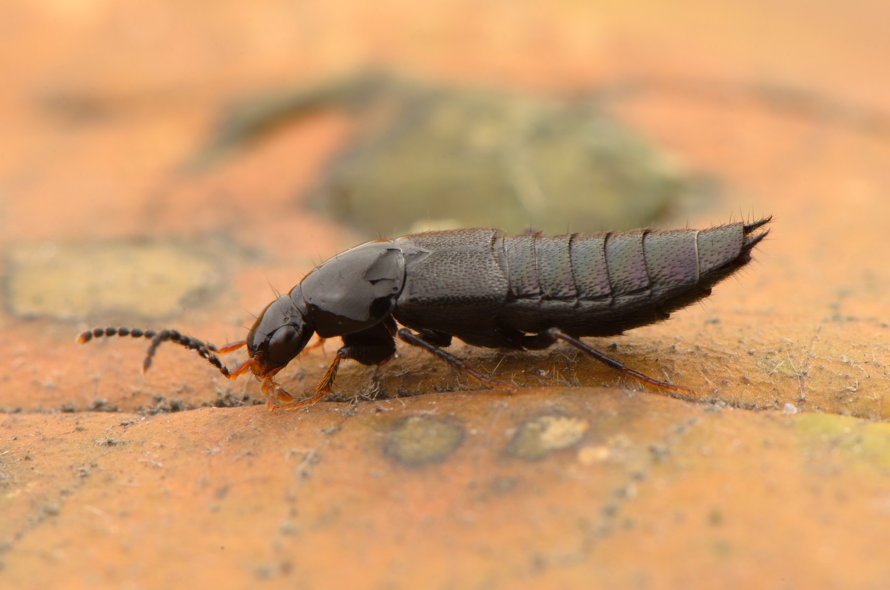 Definitely Crawly but Not Creepy! The Importance of Detritivores in the ...