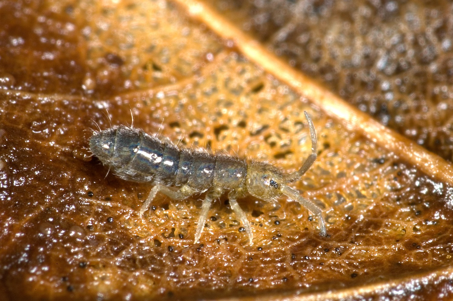 Definitely Crawly but Not Creepy! The Importance of Detritivores in the ...