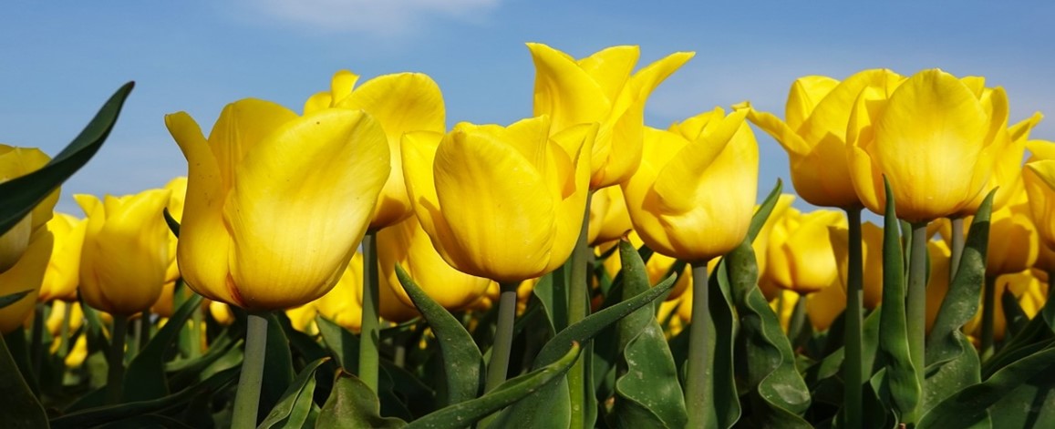 Preparing a Spring Bulb Container…why wait for Spring? | The ...