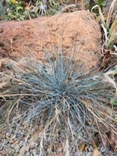 Fall Colour in Your Garden | The Peterborough & Area Master Gardeners