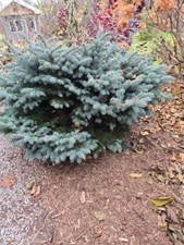 Fall Colour in Your Garden | The Peterborough & Area Master Gardeners