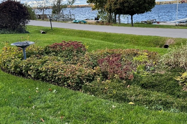 When Ground Cover Plants Take Over | The Peterborough & Area Master ...