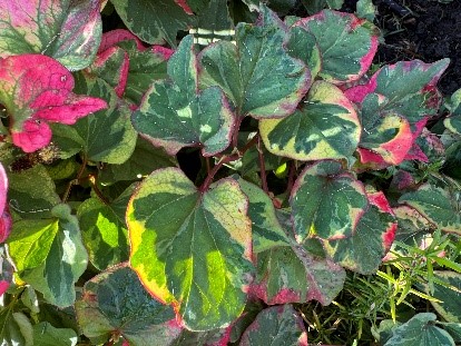 When Ground Cover Plants Take Over | The Peterborough & Area Master ...