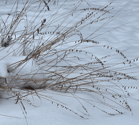 How do Insects Survive the Winter? | The Peterborough & Area Master ...