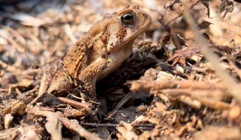 Why the American Toad Deserves Your Love | The Peterborough & Area ...