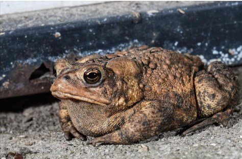 Why the American Toad Deserves Your Love | The Peterborough & Area ...