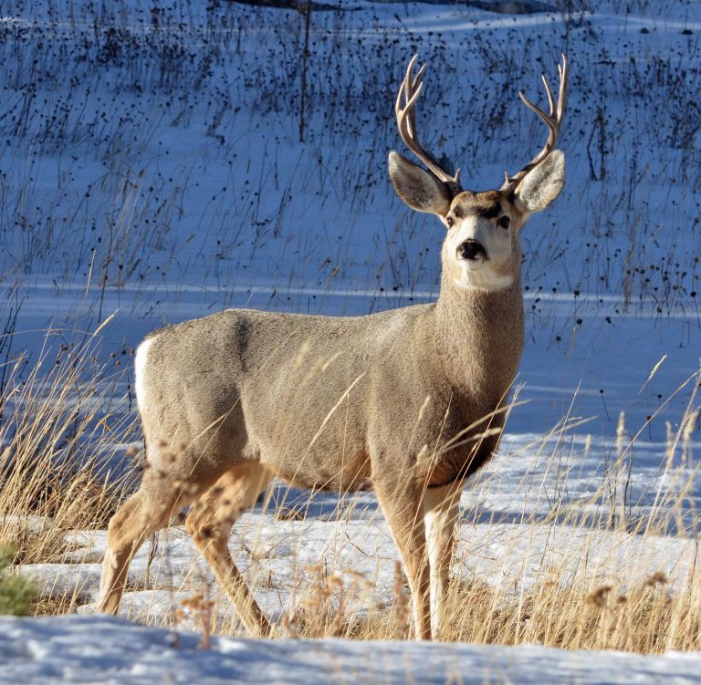 Cedar Trees: A Winter Food Source for Wildlife | The Peterborough ...