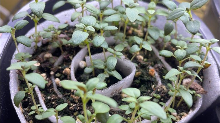 Seed Snails – A Good Way to Start Seeds? | The Peterborough & Area ...