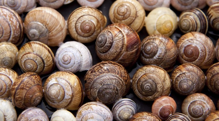 Seed Snails – A Good Way to Start Seeds? | The Peterborough & Area ...