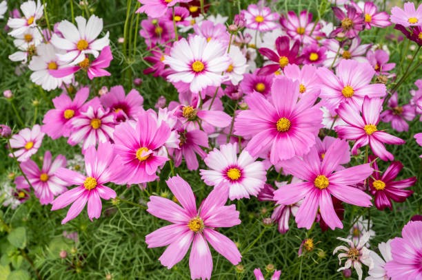 Plant Therapy: The Dirt on How Gardening Helps Us Stay Physically Fit ...