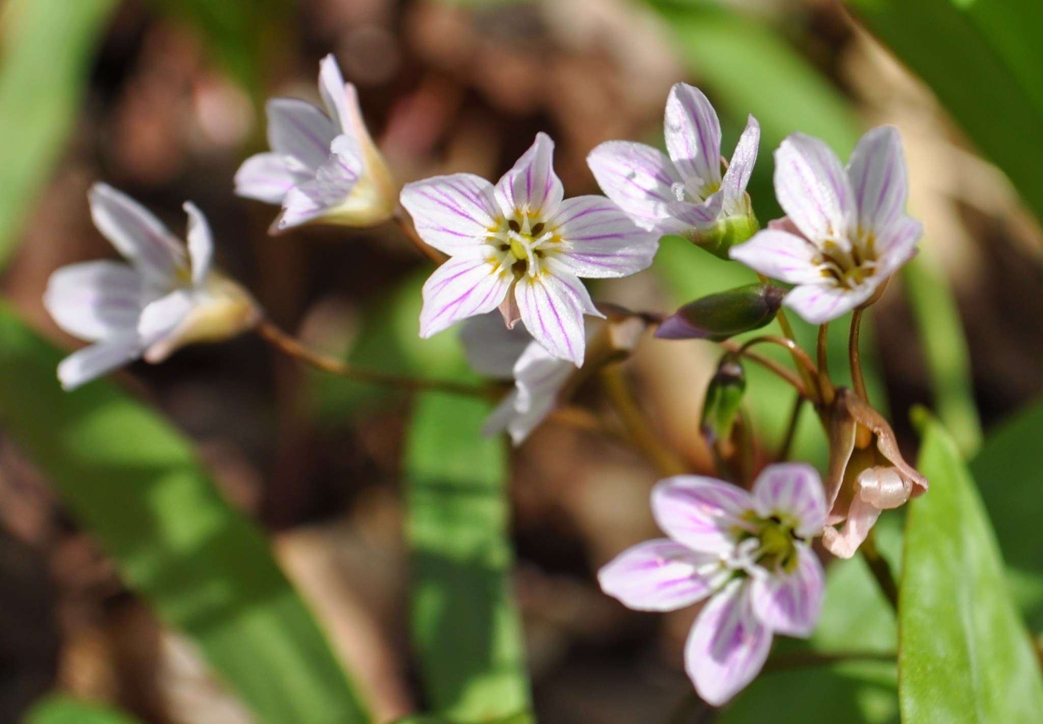 iNaturalist — a tool to help you garden more ecologically | The ...