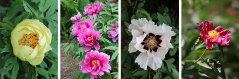 Peonies, one of my favourite perennials | The Peterborough & Area ...